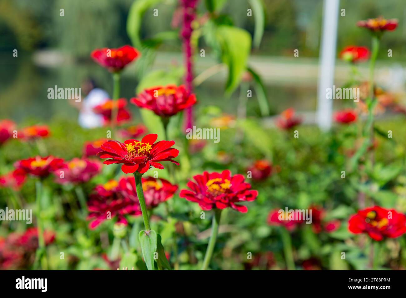 Blooming red flowers in Jawaharlal Nehru Memorial Botanical Gardens in ...