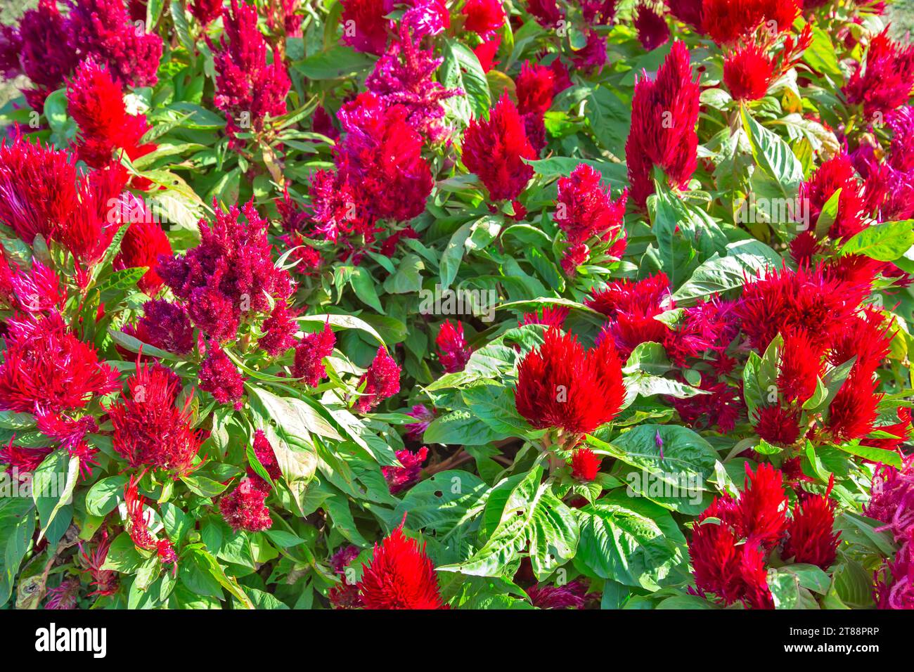 Redmgreen hi-res stock photography and images - Alamy