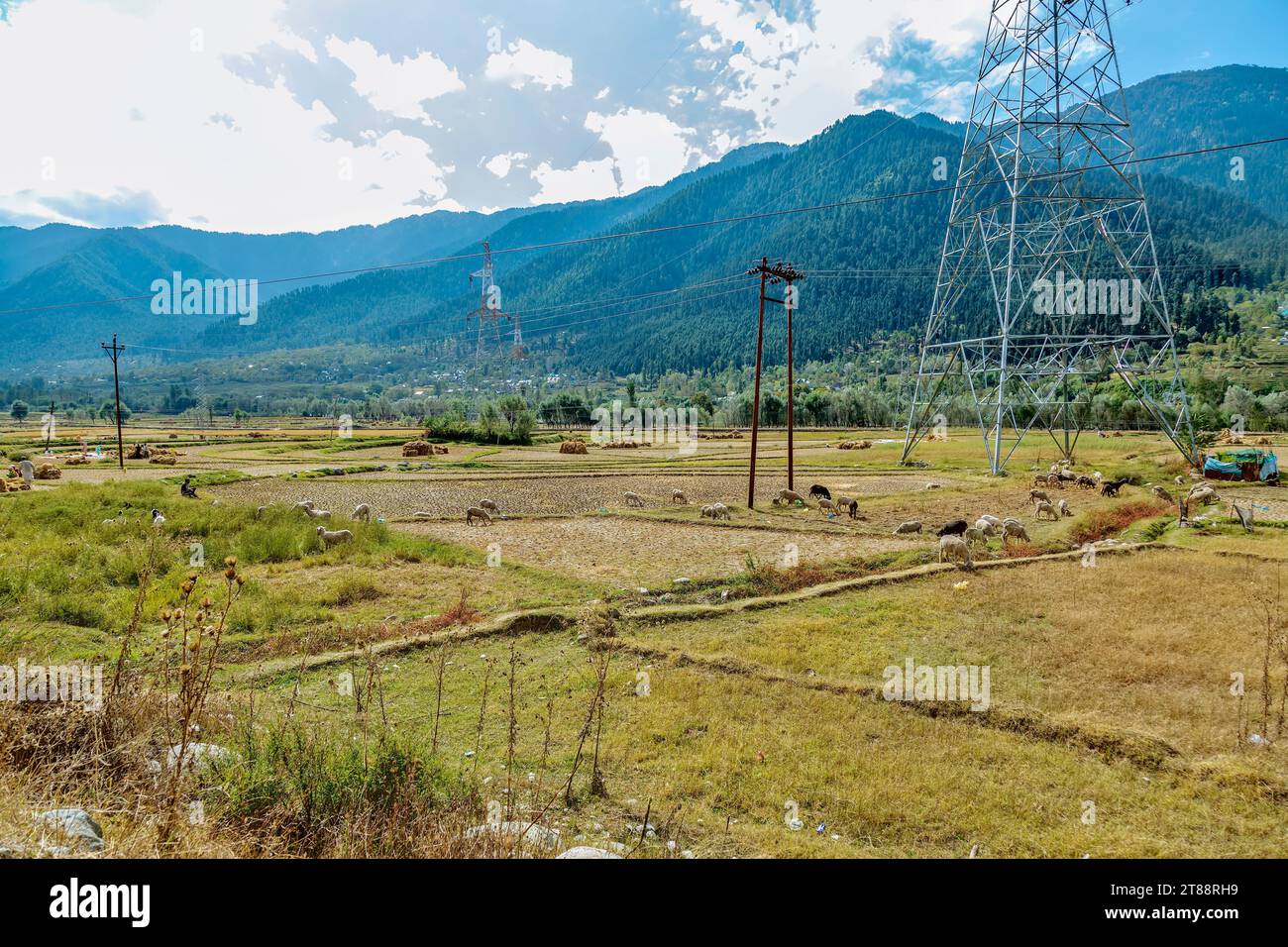 Group of sheep grazing in the field in Kangan town located near ...