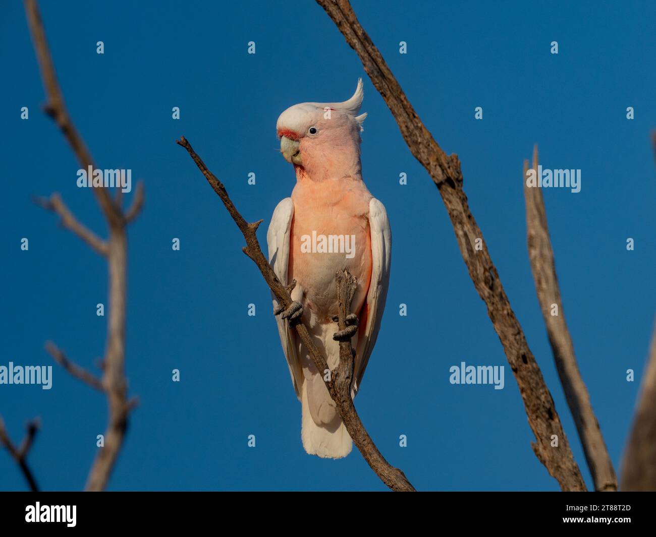 Pink Cockatoo, Cacatua leadbeateri, a stunning endemic bird in the ...