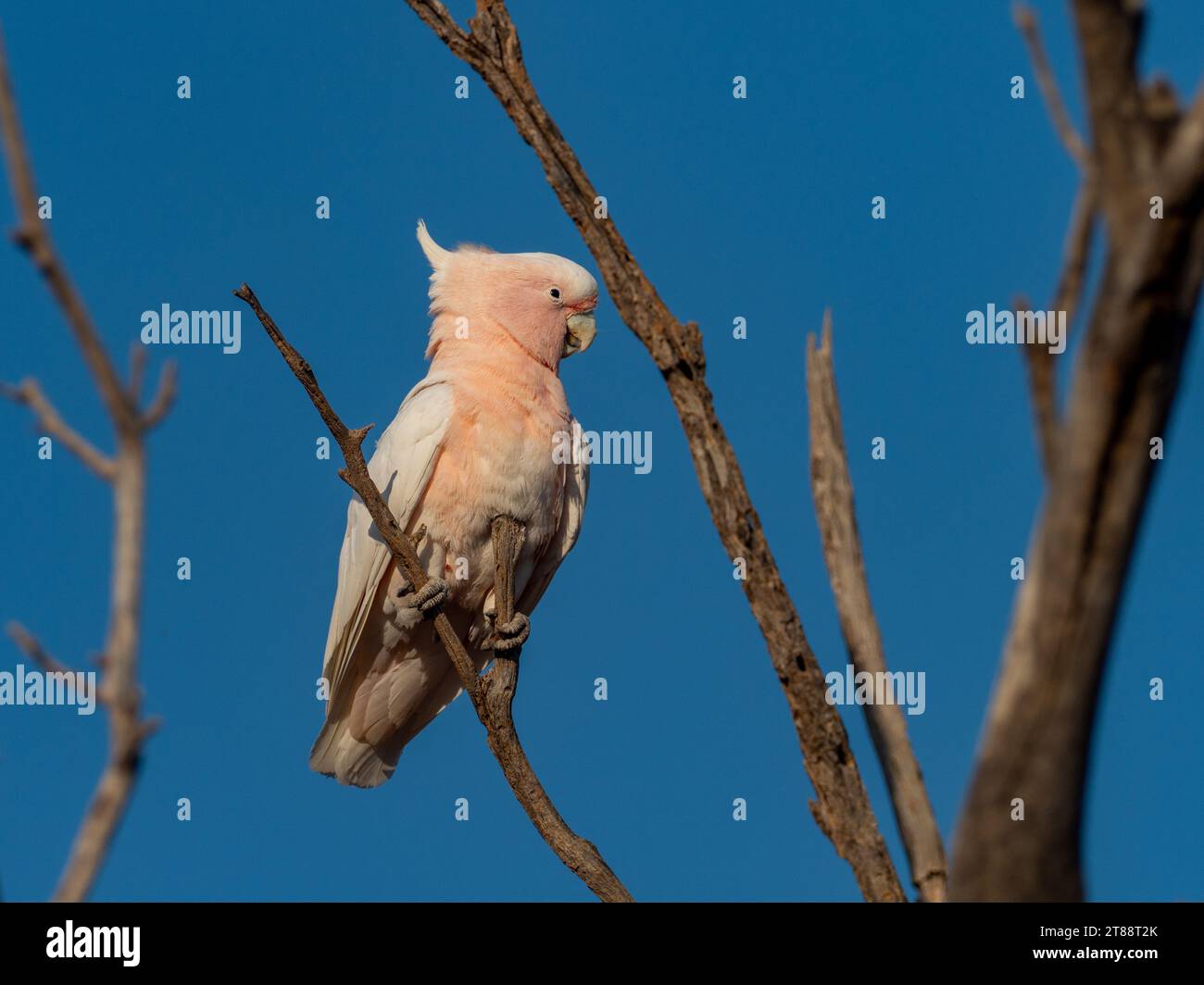 Pink Cockatoo, Cacatua leadbeateri, a stunning endemic bird in the ...