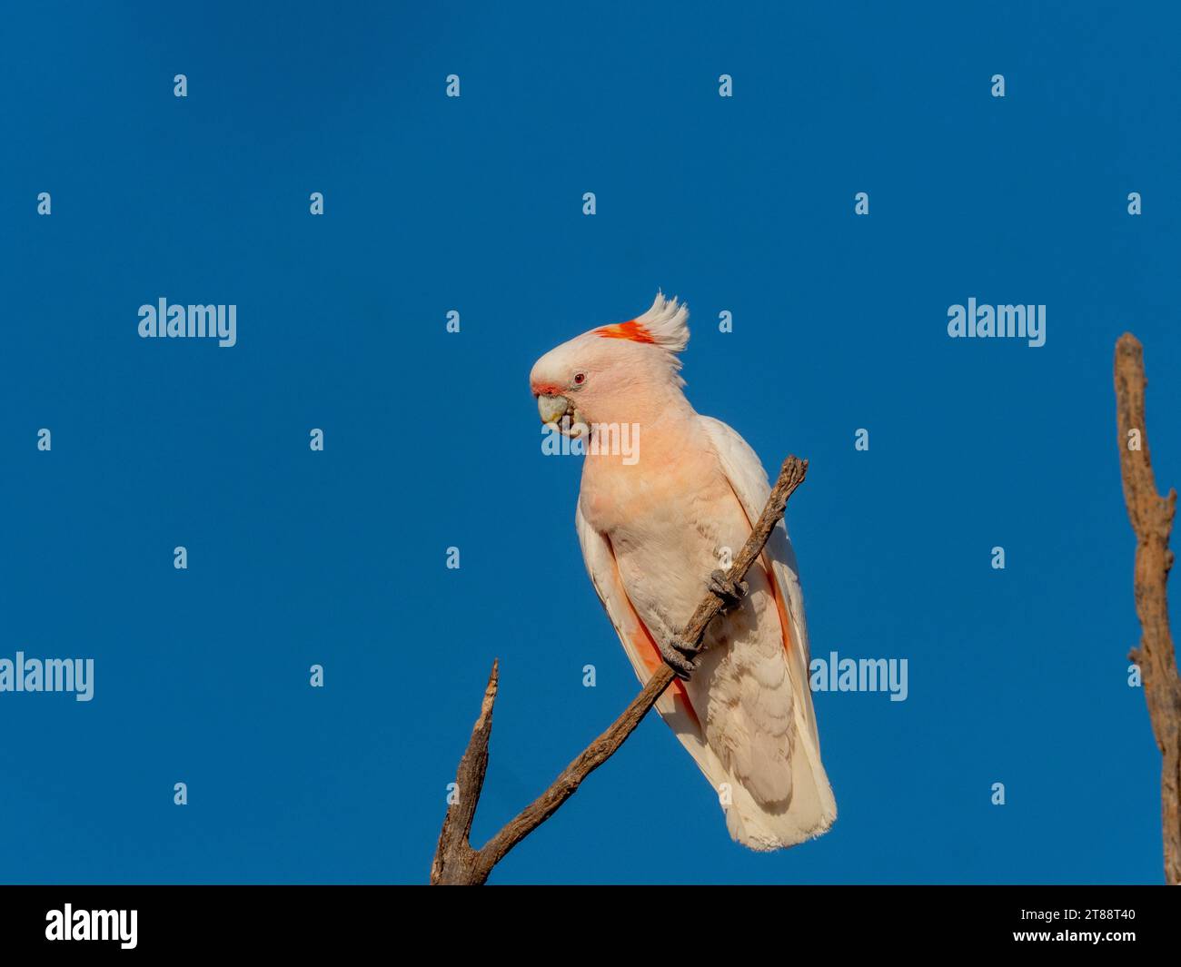 Pink Cockatoo, Cacatua leadbeateri, a stunning endemic bird in the ...