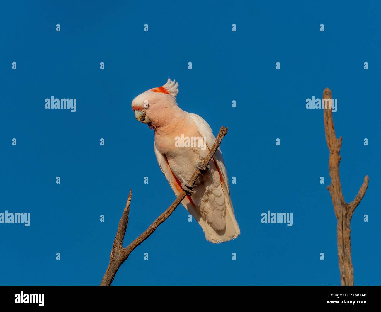 Pink Cockatoo, Cacatua leadbeateri, a stunning endemic bird in the ...