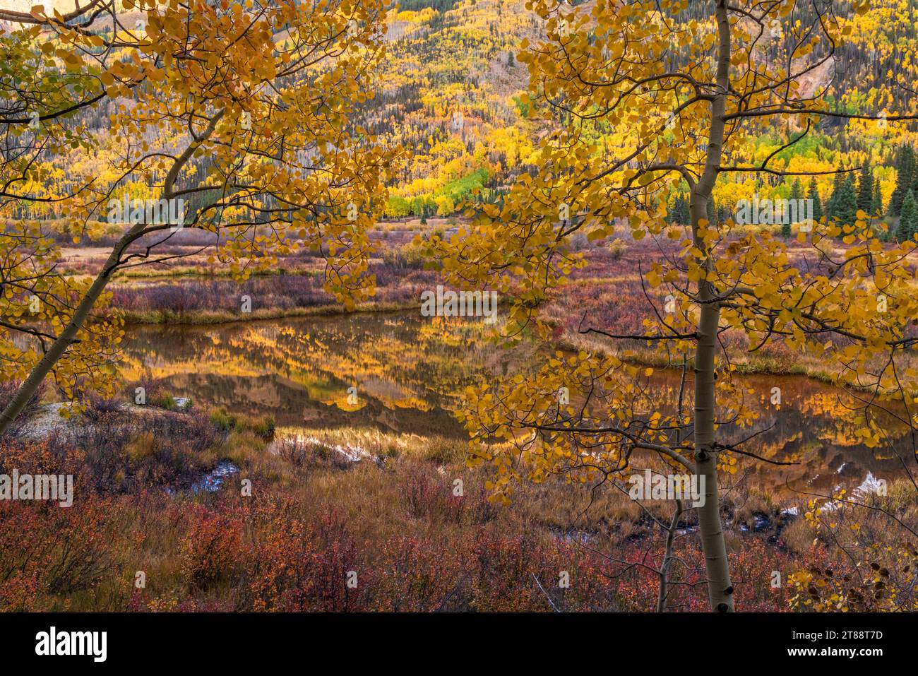 Autumn colored aspens on Brown Mountain reflect in a beaver pond on ...