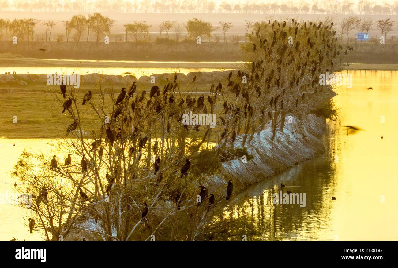 YANCHENG, CHINA - NOVEMBER 19, 2023 - Flocks of migratory birds roost ...