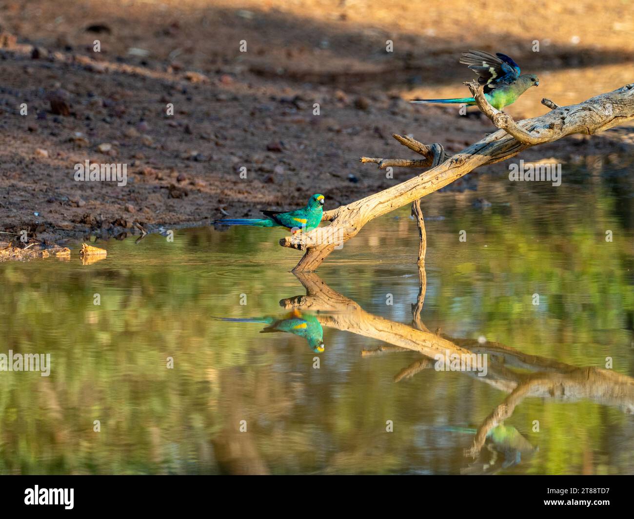 Mulga Parrot, Psephotellus varius, an endemic parrot at a waterhole in ...