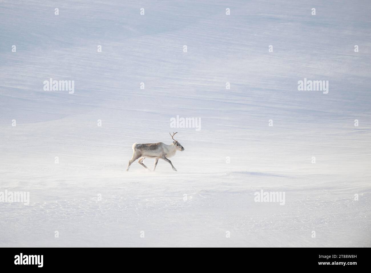 Reindeer (Rangifer tarandus) in the snow, Varanger Peninsula, Troms og ...