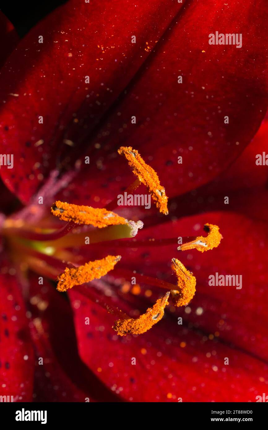 Blooming beautiful fresh lily flowers in close up view Stock Photo - Alamy