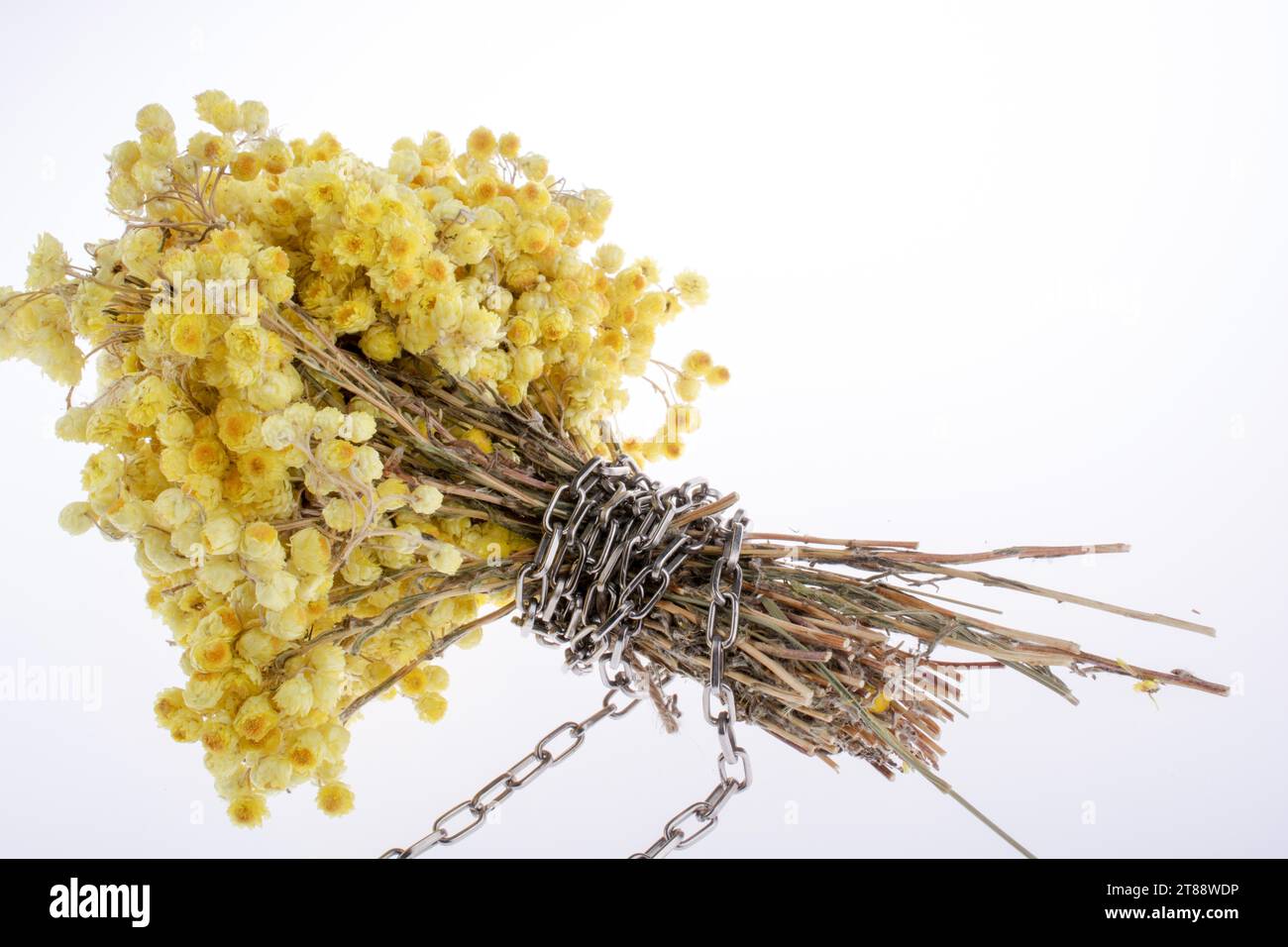 Bunch of yellow wild flowers on a white background Stock Photo - Alamy