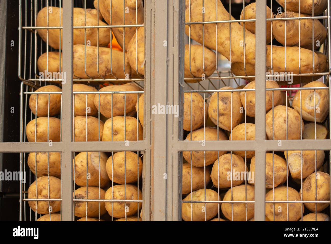 The concept of fresh vegetables, organic natural food, growing potatoes ...