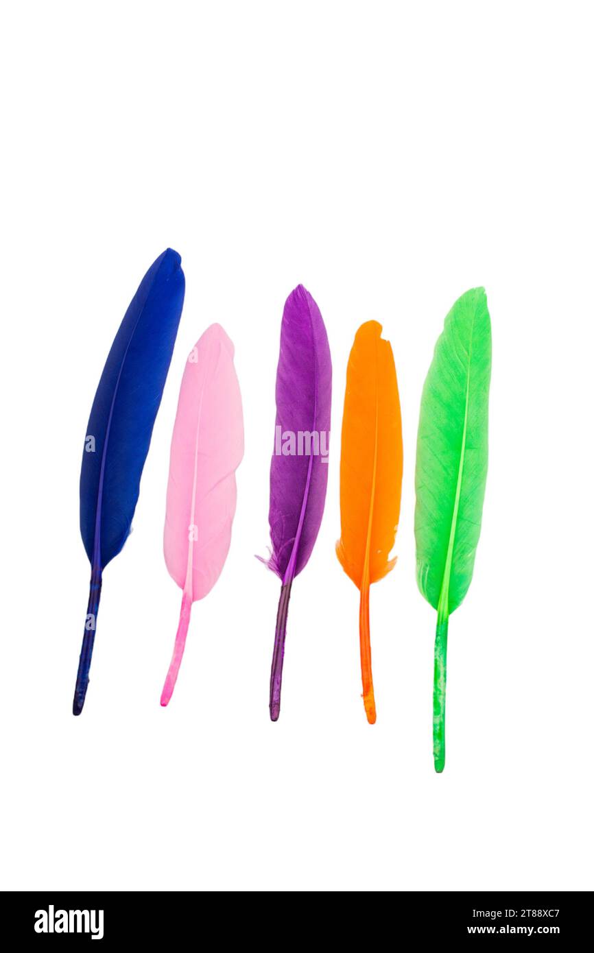 Feathers isolated elements set. Colorful bright bird feathers from ...