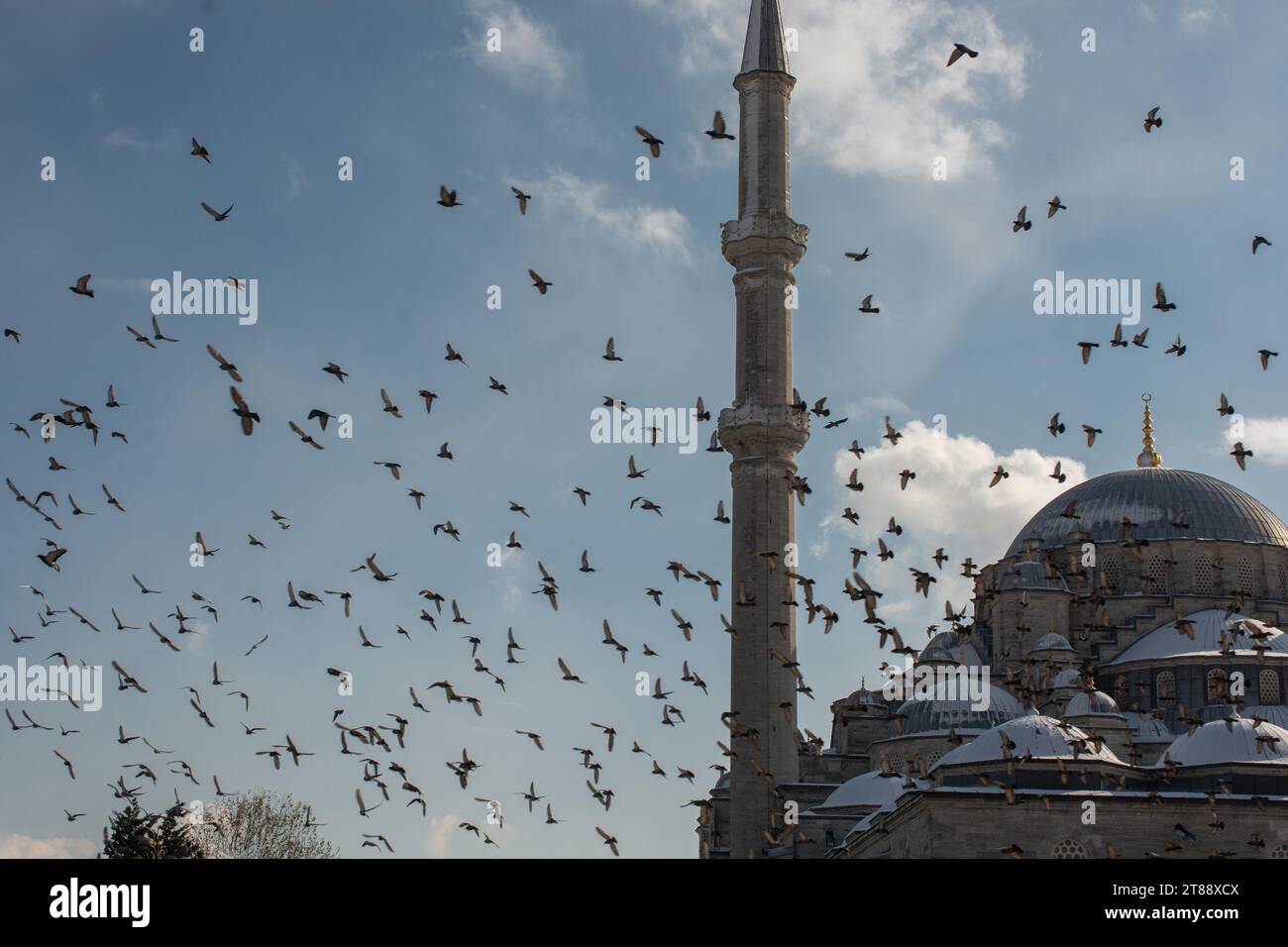 Pigeon flying around the mosque minarets Stock Photo - Alamy