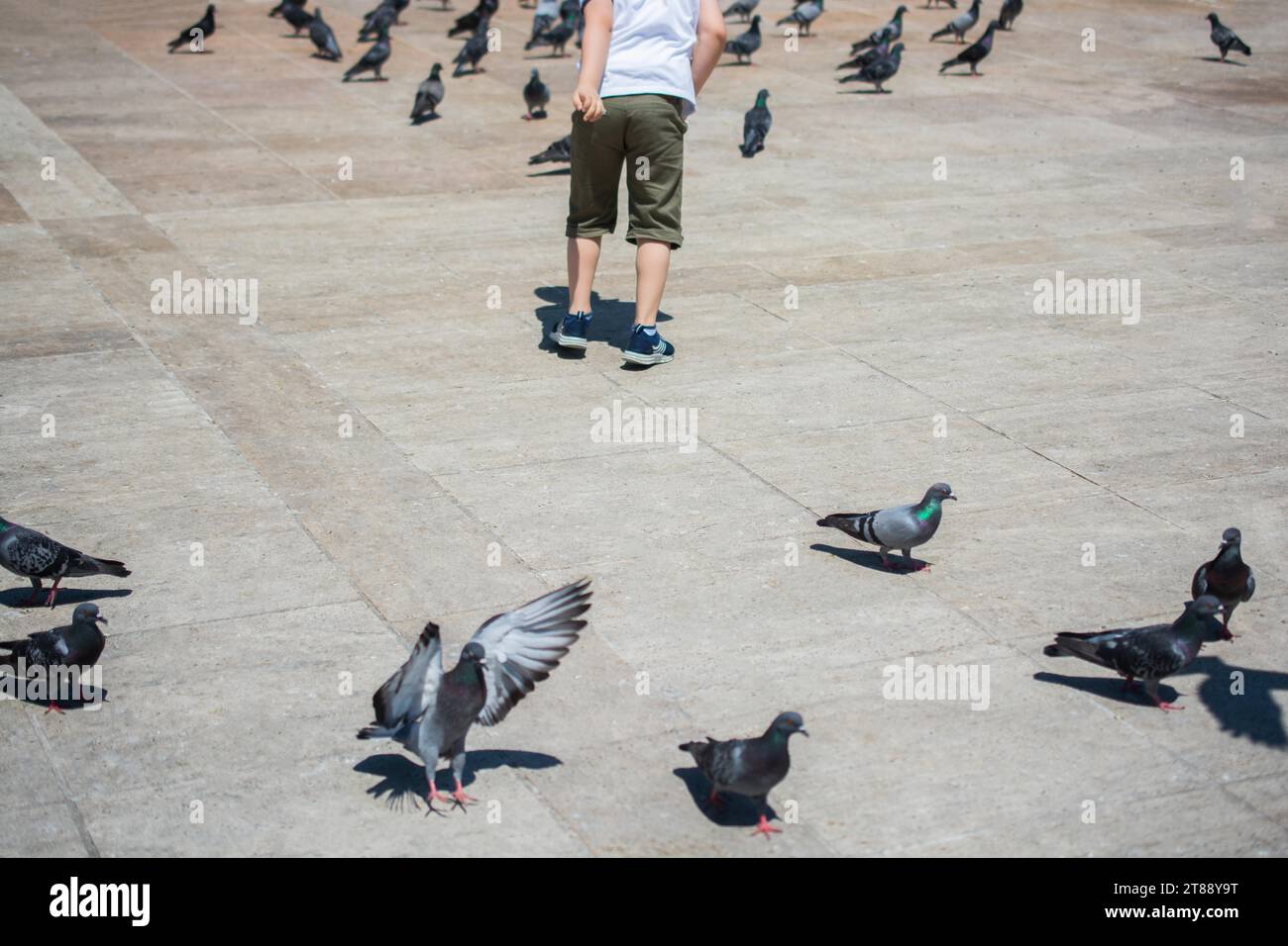 Little kid amid Lovely pigeon birds feed in an urban environment Stock ...