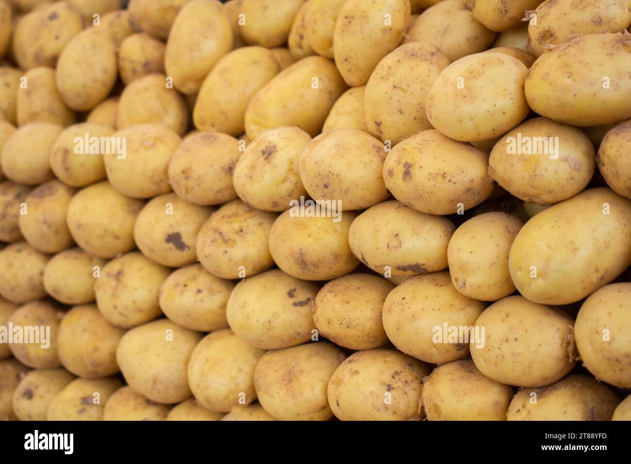 The concept of fresh vegetables, organic natural food, growing potatoes ...