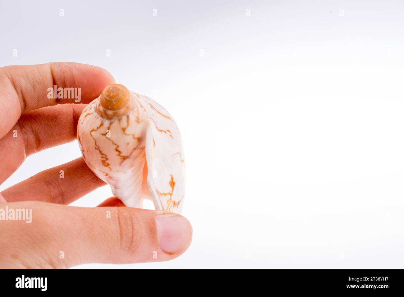Hand holding Beautiful sea shell on a white background Stock Photo - Alamy
