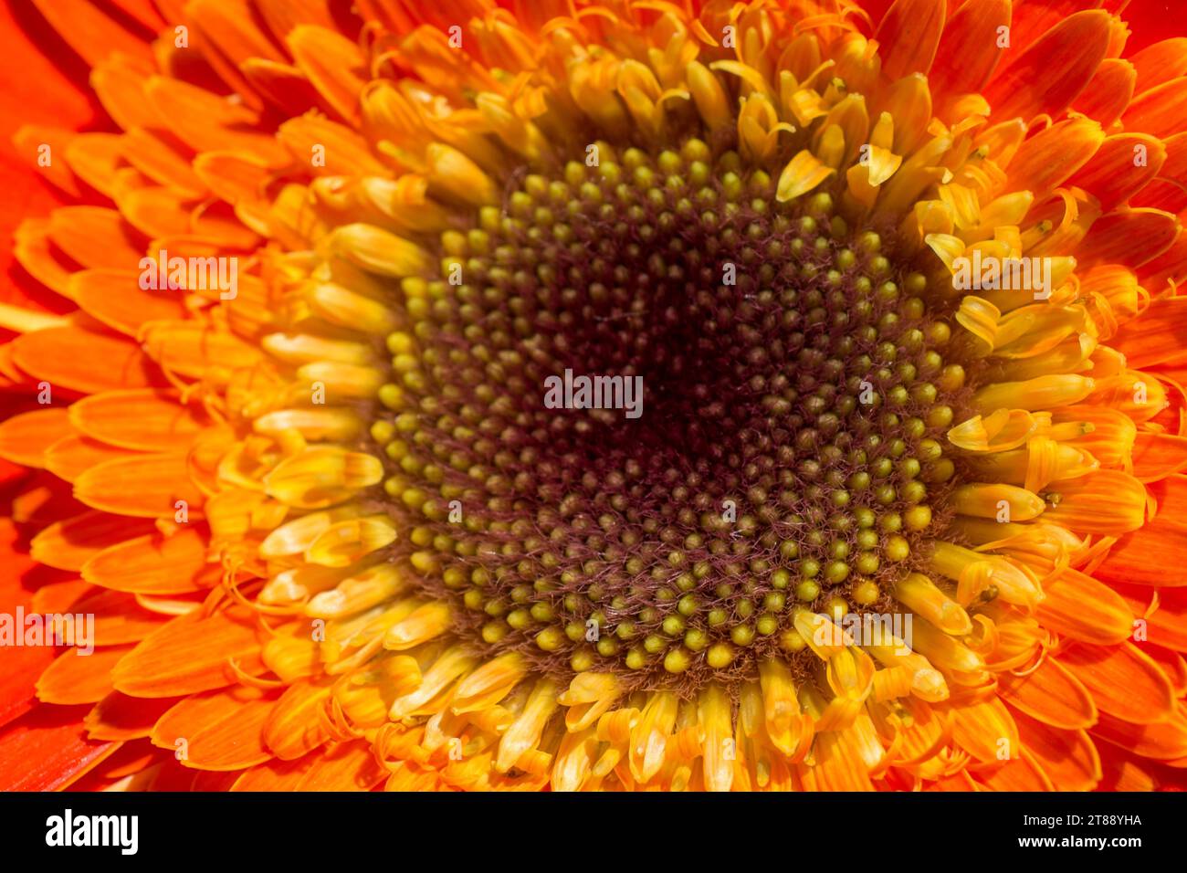 Beautiful colorful natural spring flowers in macro view Stock Photo - Alamy