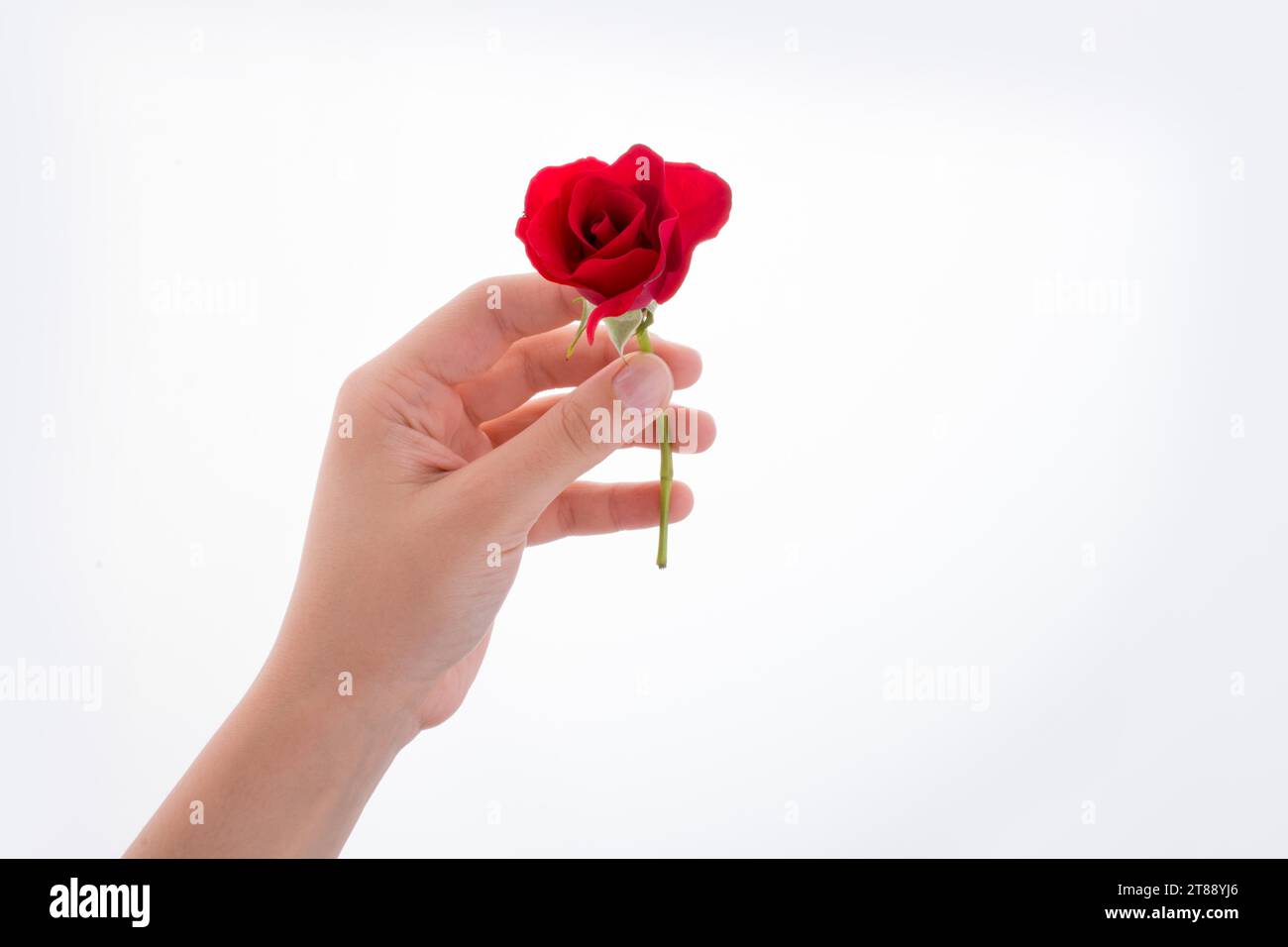 Hand and red rose hi-res stock photography and images - Alamy