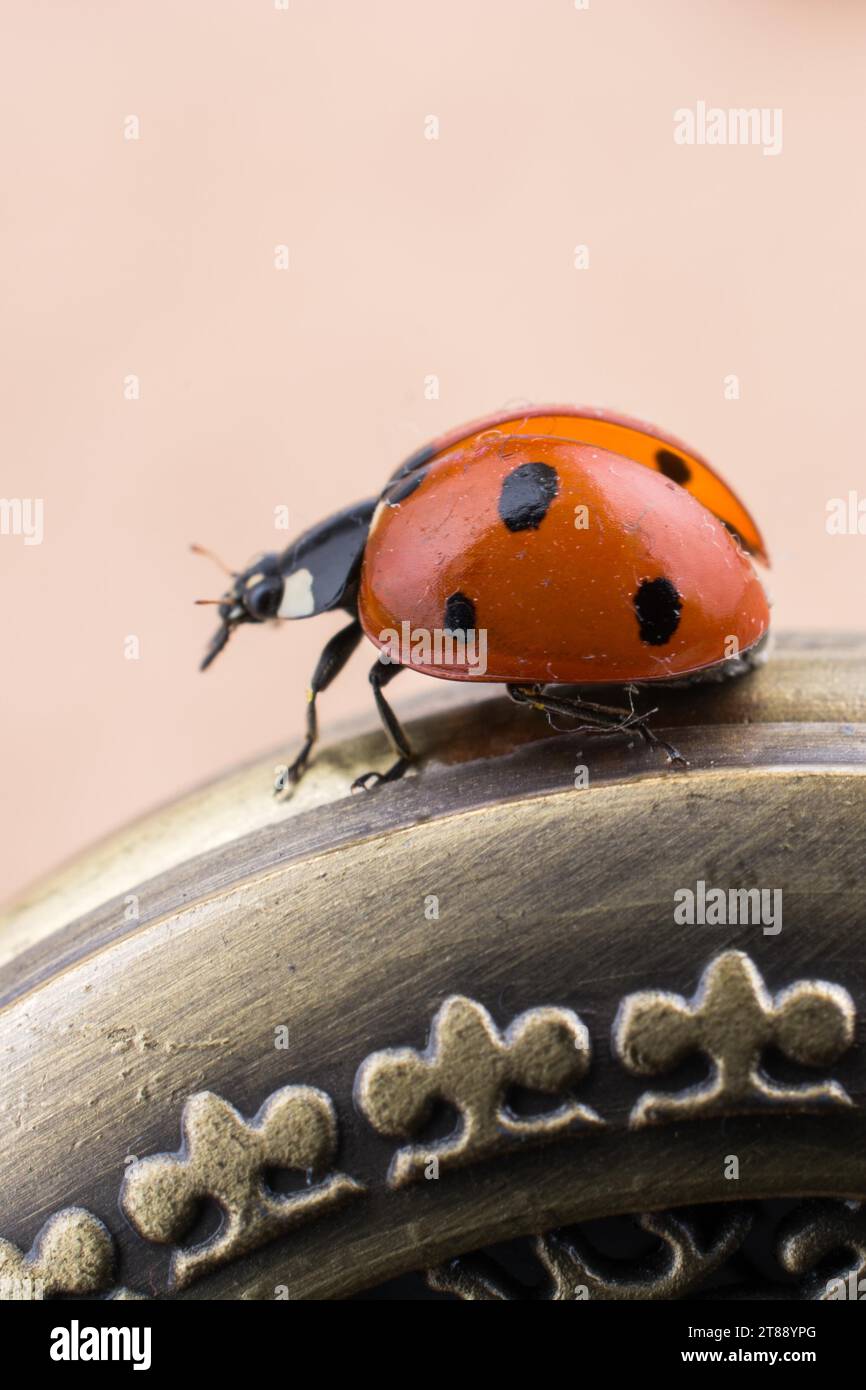 Beautiful photo of red ladybug walking on a pocket watch Stock Photo ...