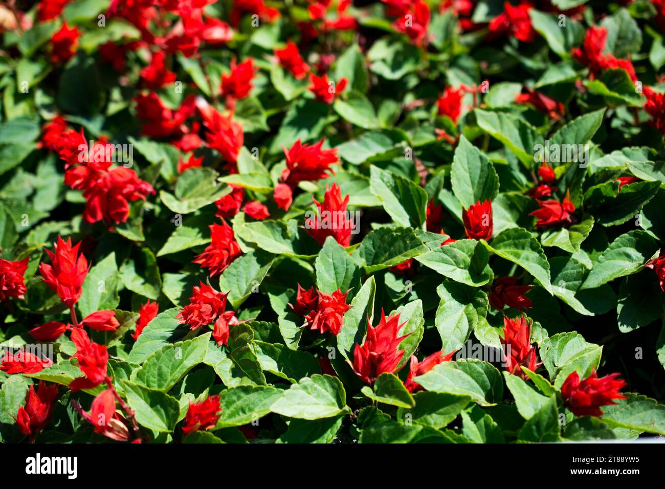 Beautiful fresh flowers in nature background Stock Photo - Alamy