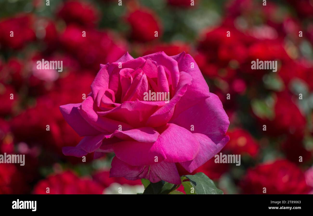 Beautiful colorful Rose Flower on garden background Stock Photo - Alamy