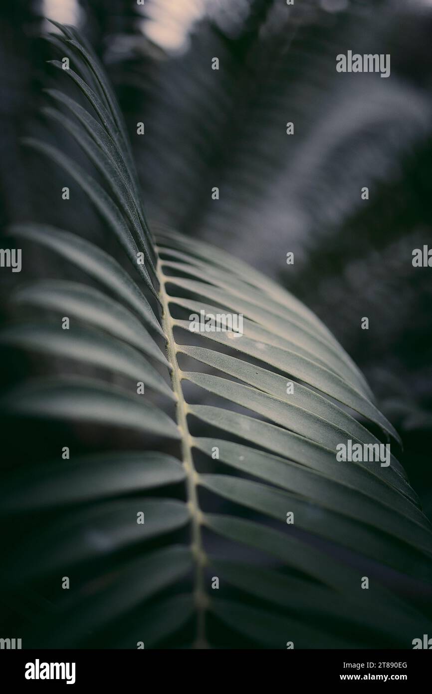 Simple portrait background of a palm leaf Stock Photo - Alamy