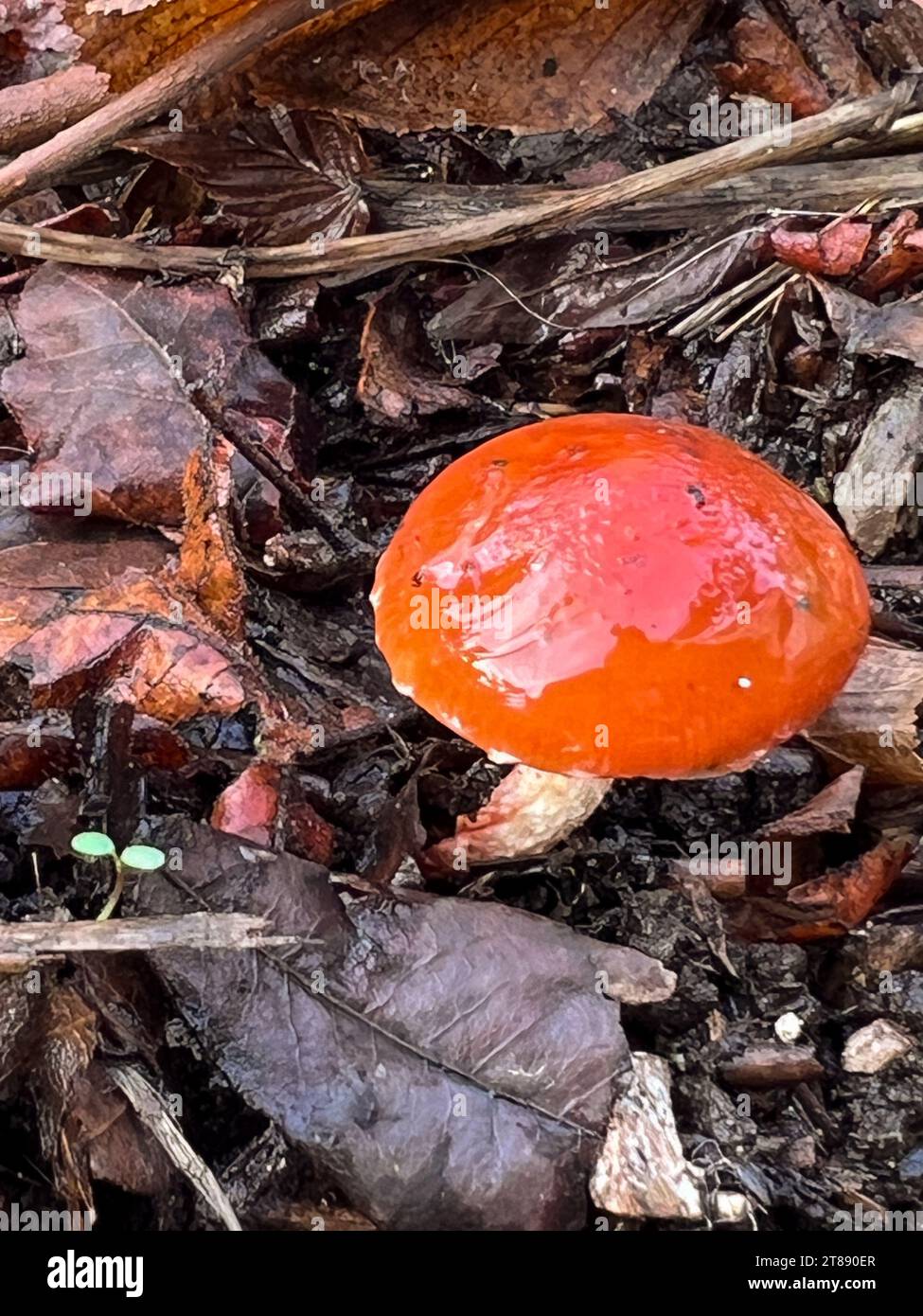 Seattle, USA. 16th Oct, 2023. Wild mushrooms of the PNW Stock Photo - Alamy