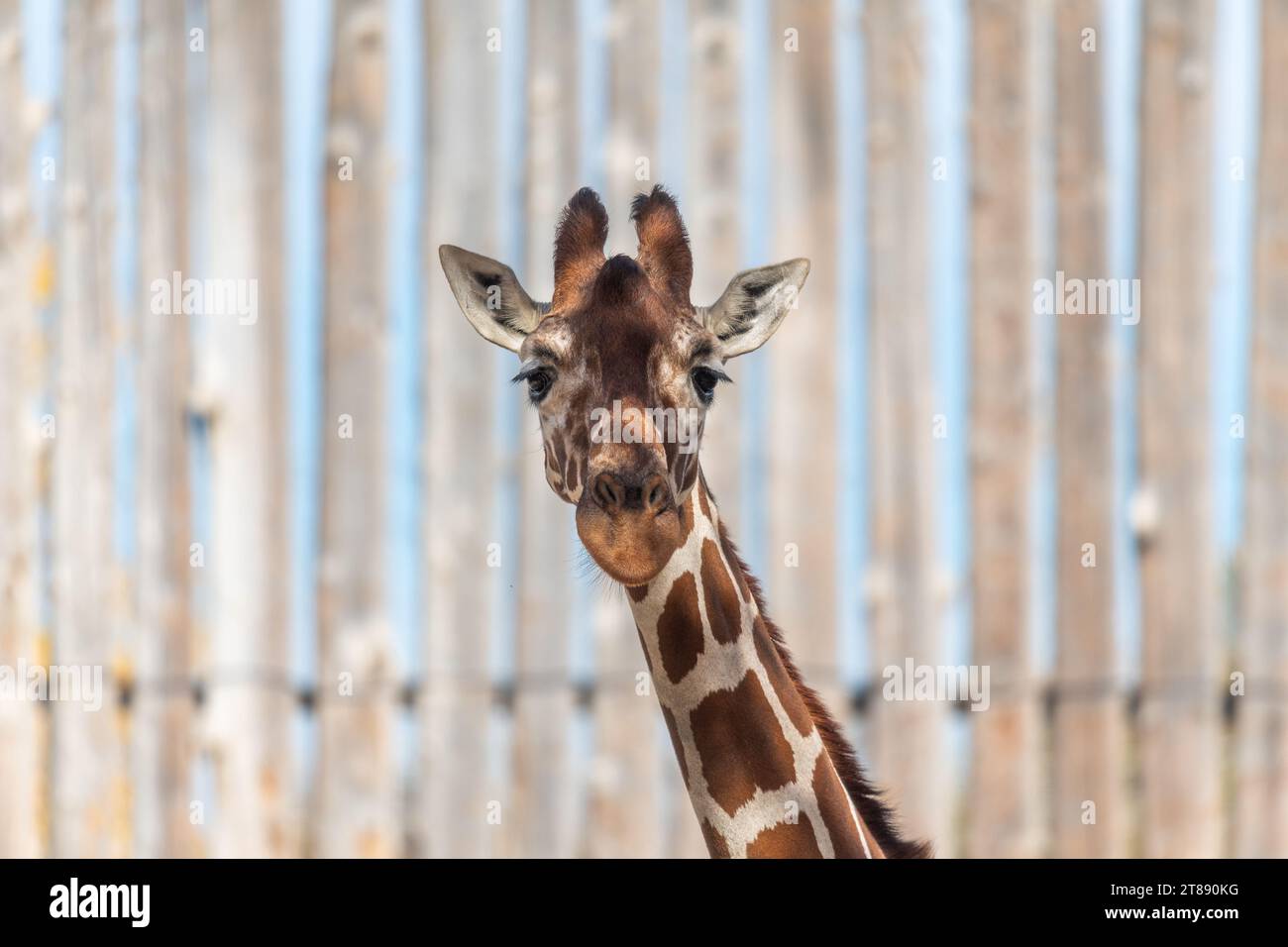 An adult giraffe turns its head and looks directly into the camera at ...