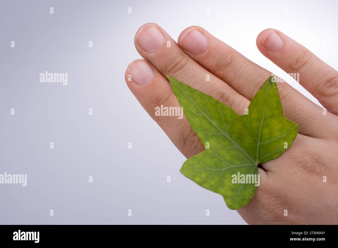 Hand holding a green leaf in hand on a white background Stock Photo - Alamy