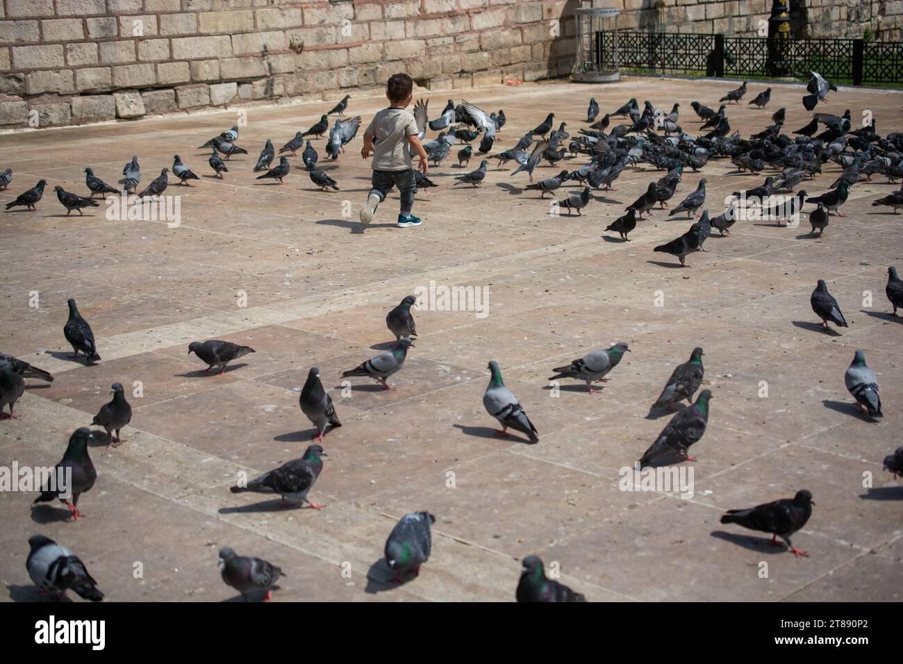 Little kid amid Lovely pigeon birds feed in an urban environment Stock ...