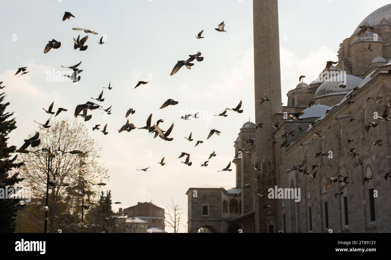 Pigeon flying around the mosque minarets Stock Photo - Alamy
