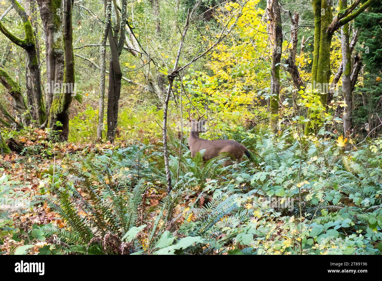 WIldlife in Discovery park in Seattle Stock Photo - Alamy