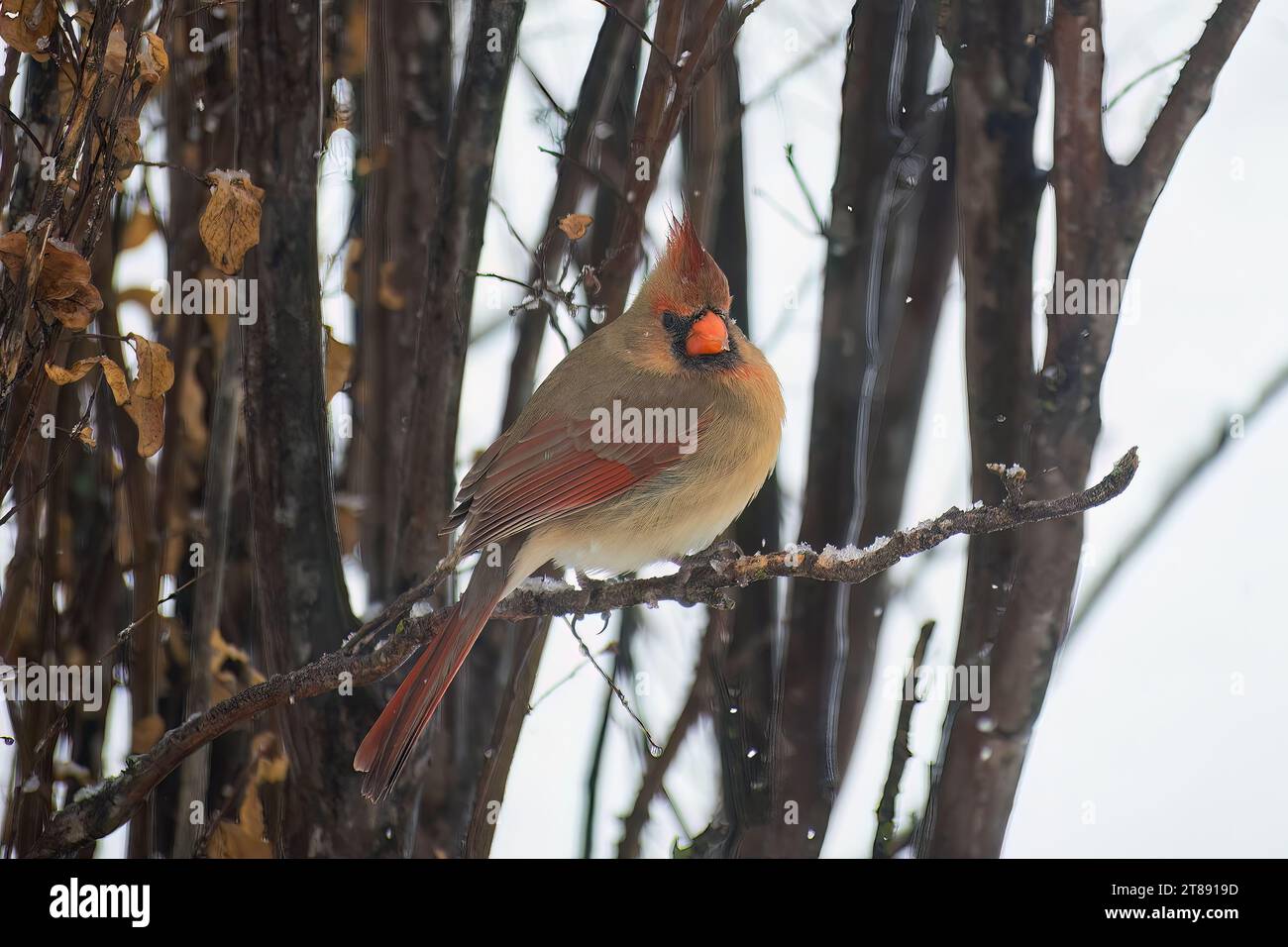 Female cardinal on branch with snow on beak Stock Photo - Alamy