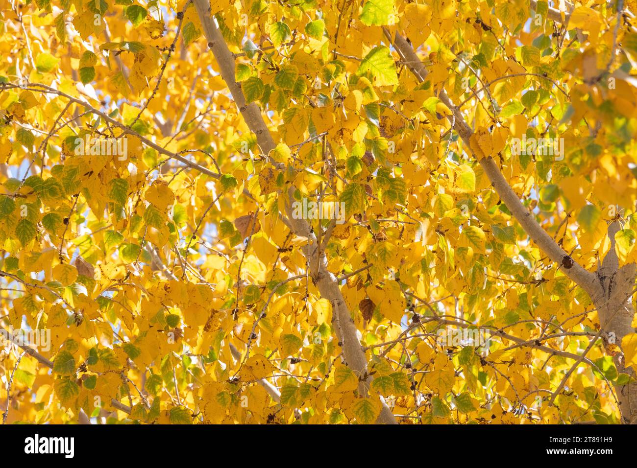 Bright yellow leaves on an Aspen tree, with hints of green scattered ...