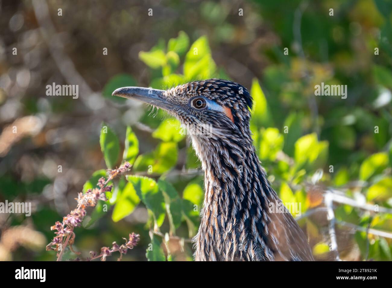 Portrait of a Greater Roadrunner standing in profile among green plants ...