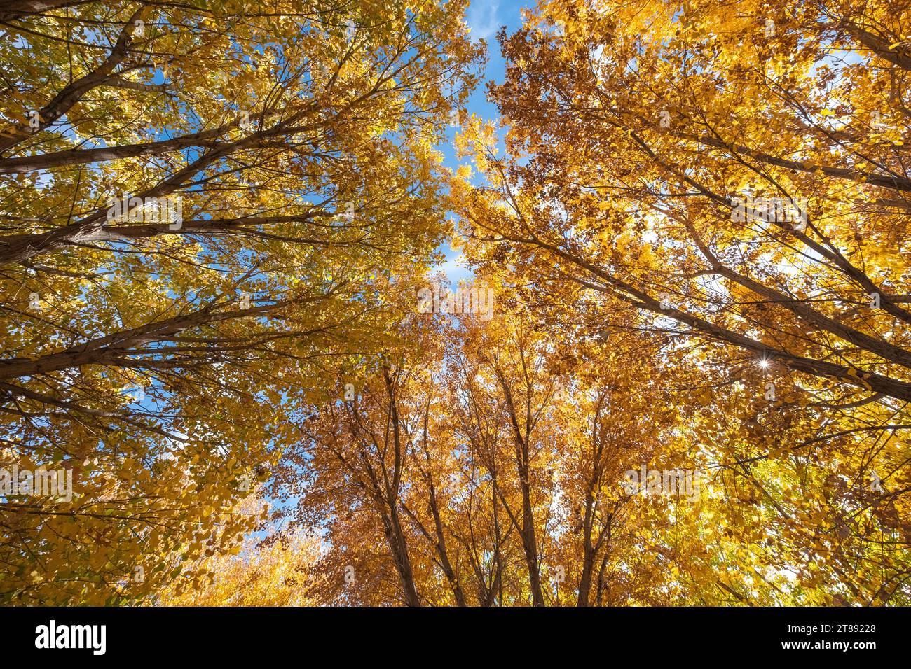 Looking up tall aspen trees hi-res stock photography and images - Alamy