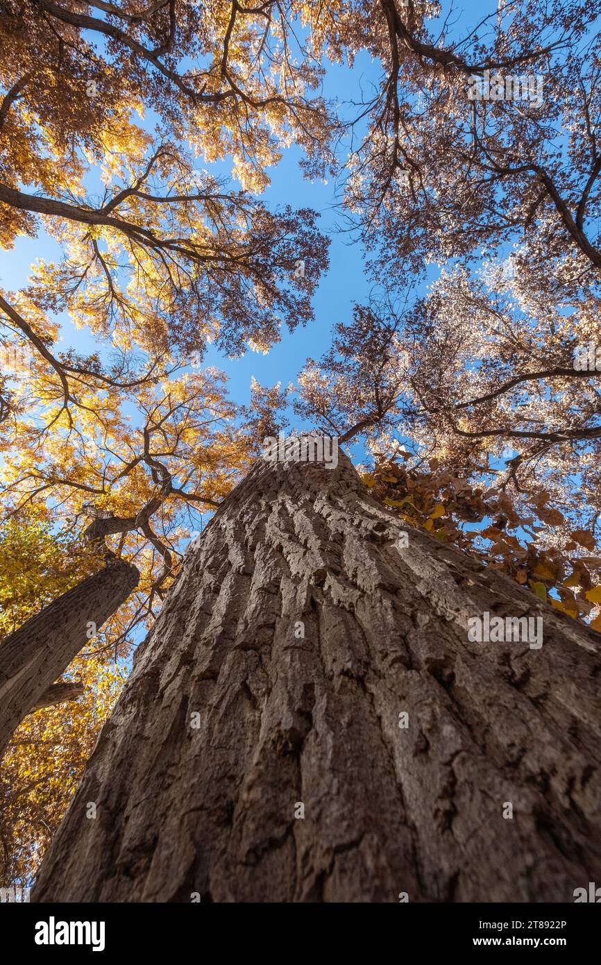Looking up a tree trunk at the brightly colored canopy of a thicket of ...