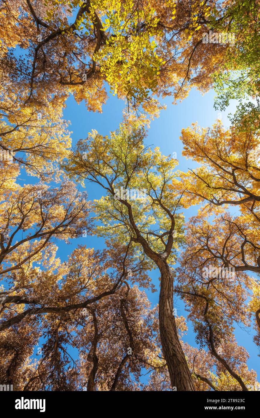 Looking up at the brightly colored canopy of a thicket of cottonwood ...