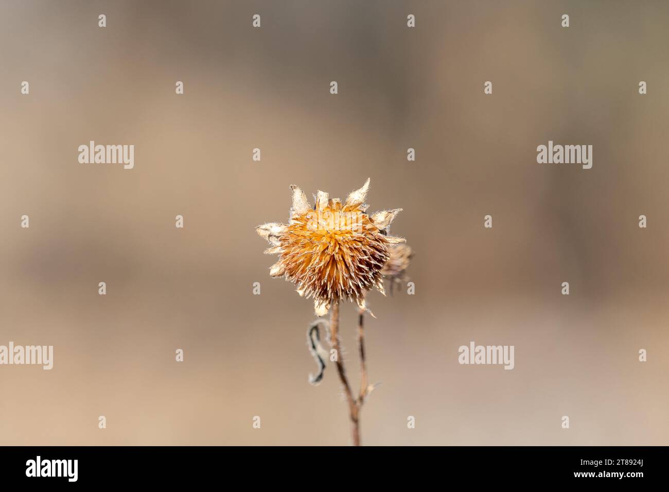 Isolated image of a dry and wilted wild sunflower in a meadow in winter ...
