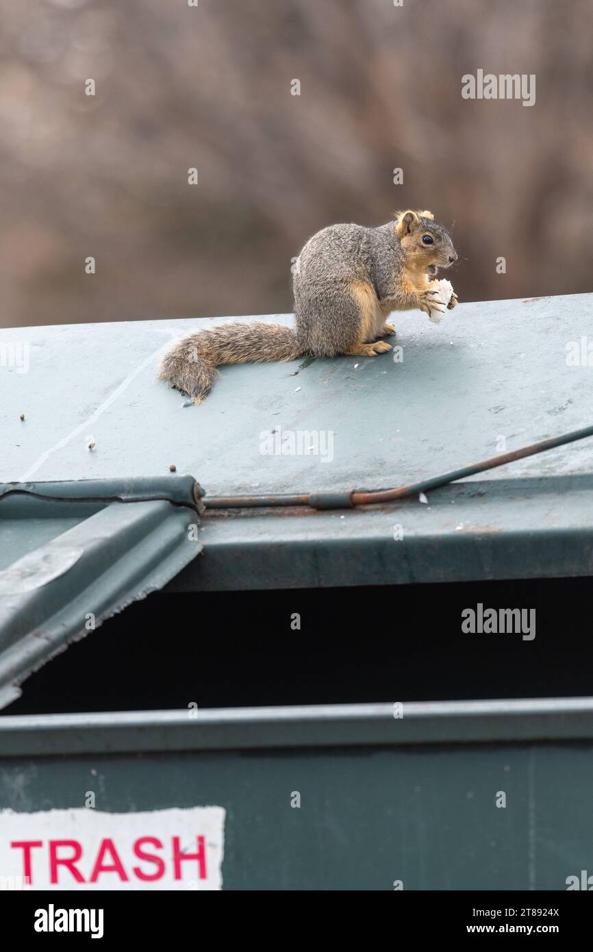 A squirrel sits and eats on top of an open dumpster on an overcast day ...