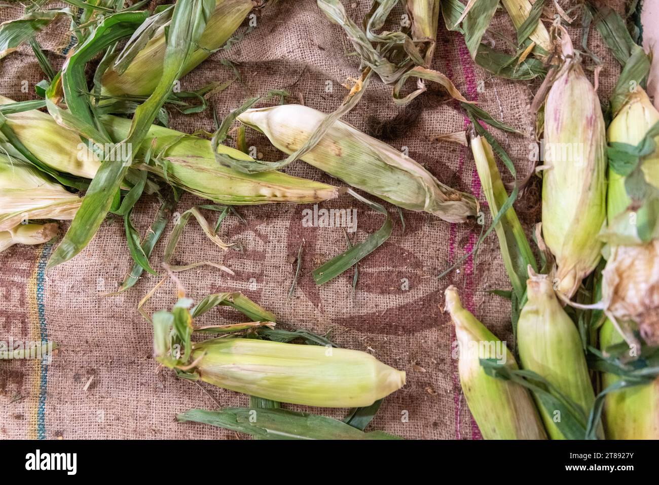 Top down view of freshly picked ears of corn spread out on a burlap ...
