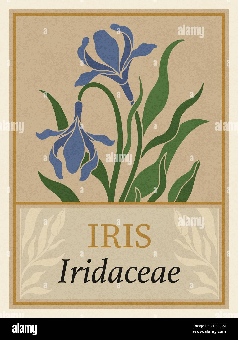 Floral iris design in art nouveau 1920-1930. Hand drawn iris style with ...