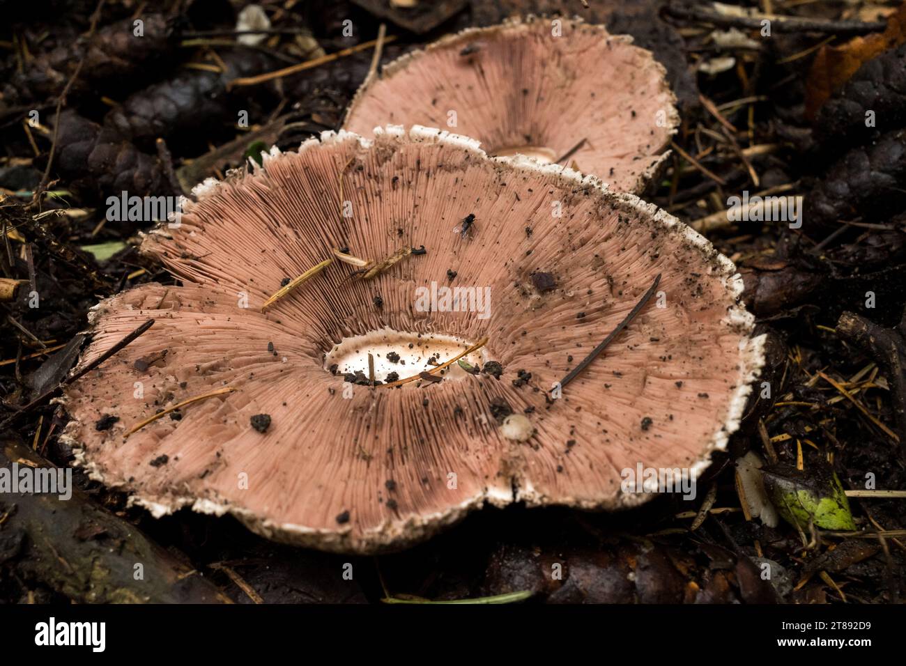 Seattle, USA. 17th Oct, 2023. Wild mushrooms of the PNW Stock Photo - Alamy