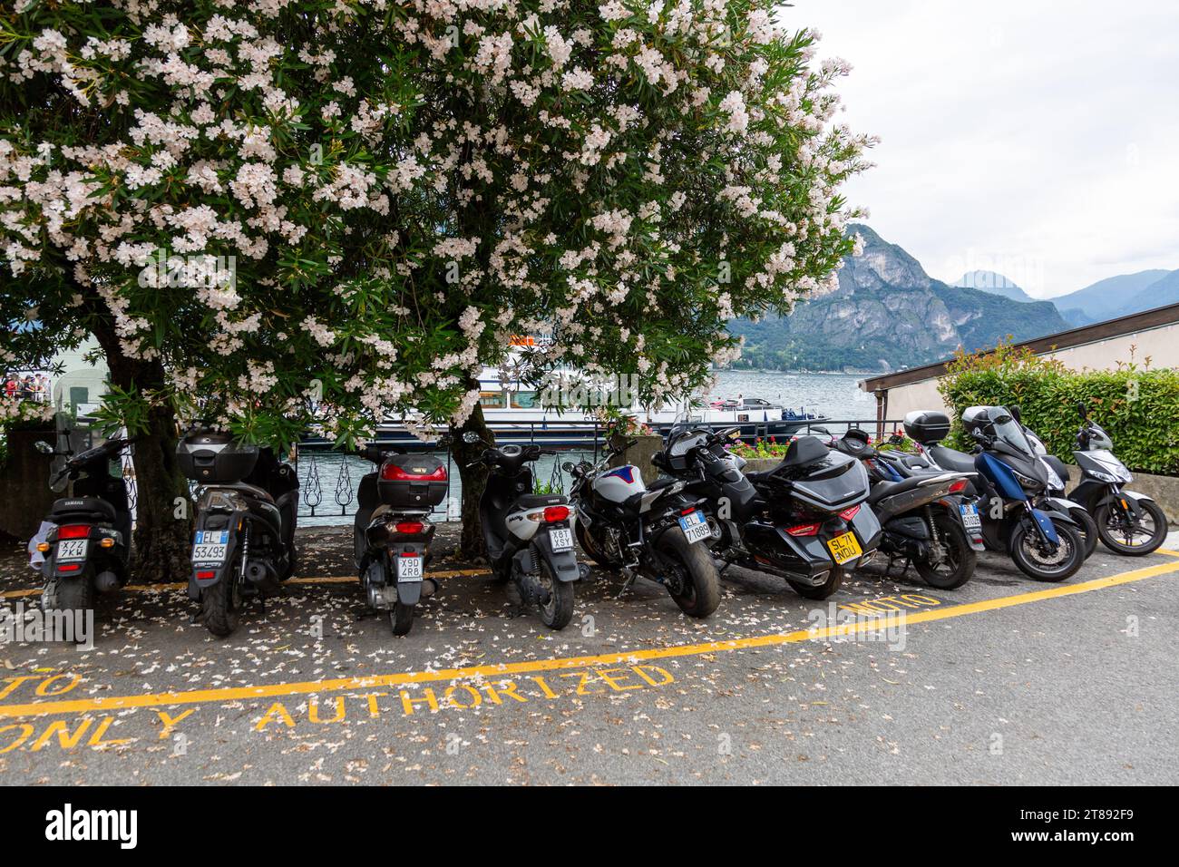 Motorbikes, motorcycles and scooters are parked under a flowering tree ...