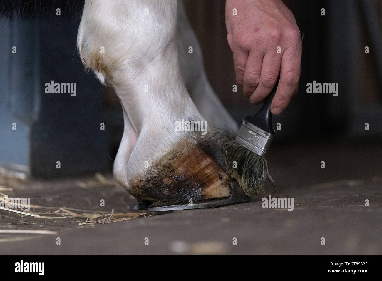 Moritzburg, Germany. 16th Nov, 2023. A stud keeper at Moritzburg State ...