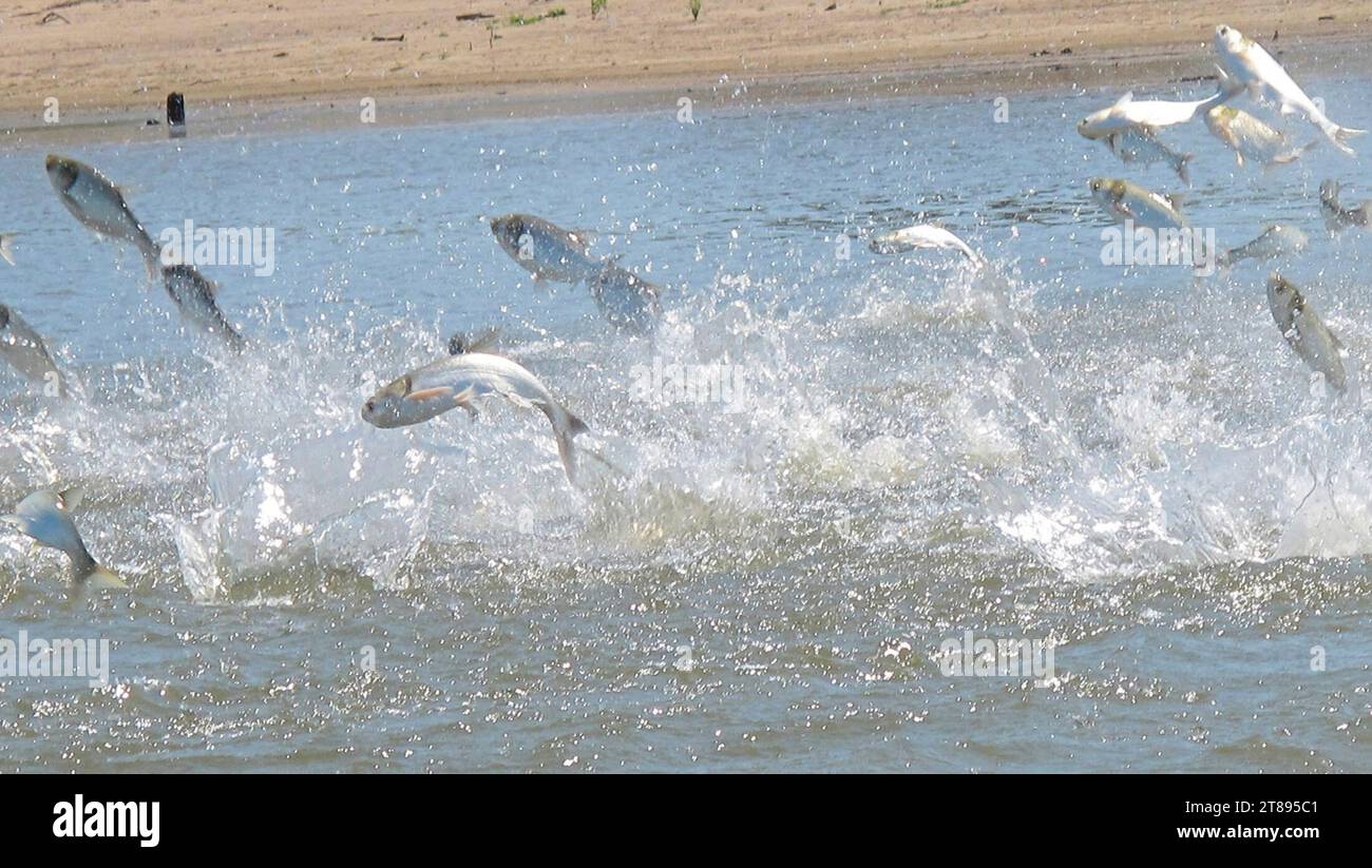 FILE - In this June 13, 2012 file photo, invasive carp, jolted by an ...