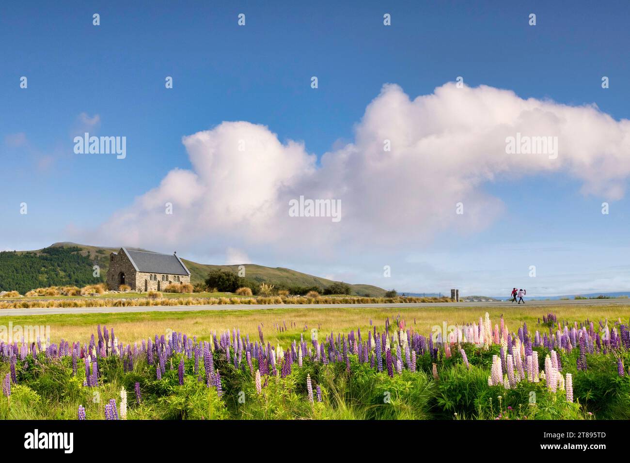19 December 2022 Tekapo Canterbury New Zealand The Famous Lupins