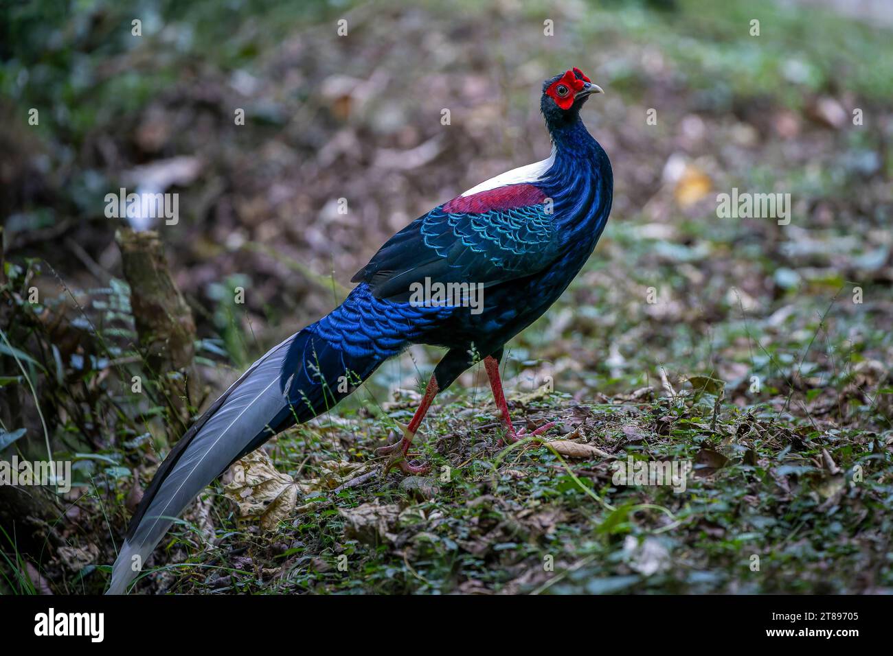 Swinhoe's pheasant male endemic bird of taiwan Stock Photo - Alamy