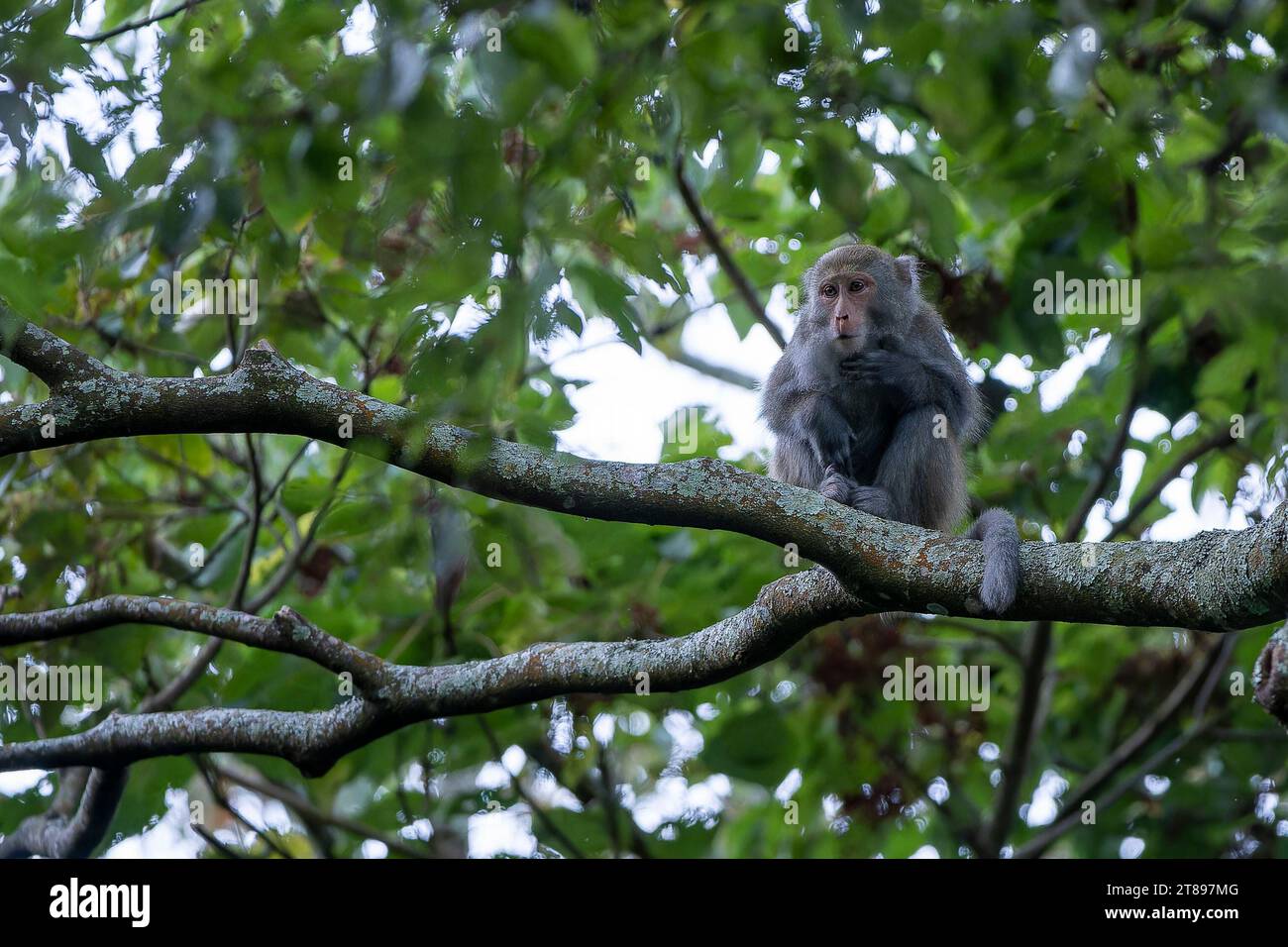 taiwan rock macaque Stock Photo - Alamy