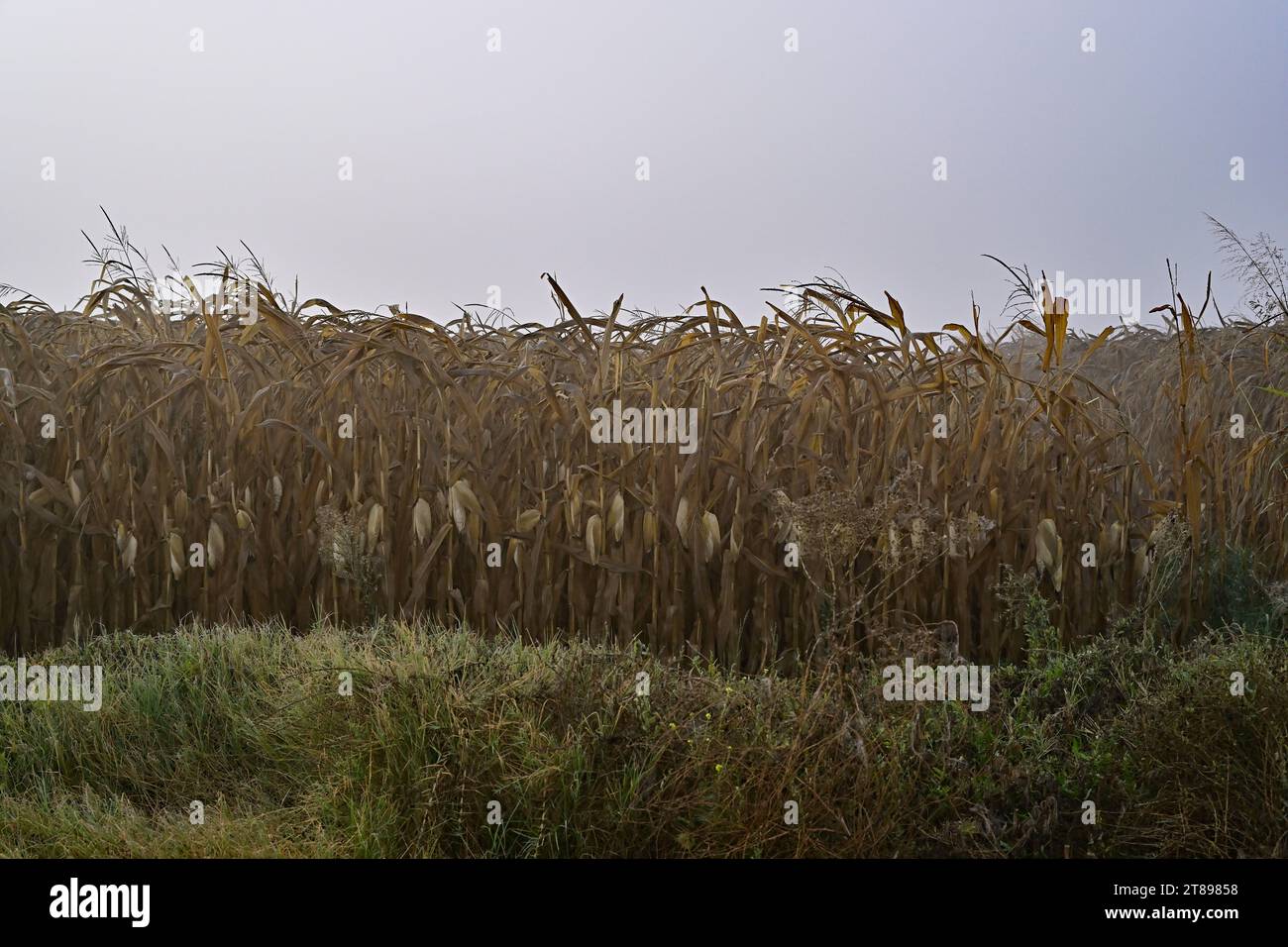 Corncob on the Corn Stem Stock Photo - Alamy