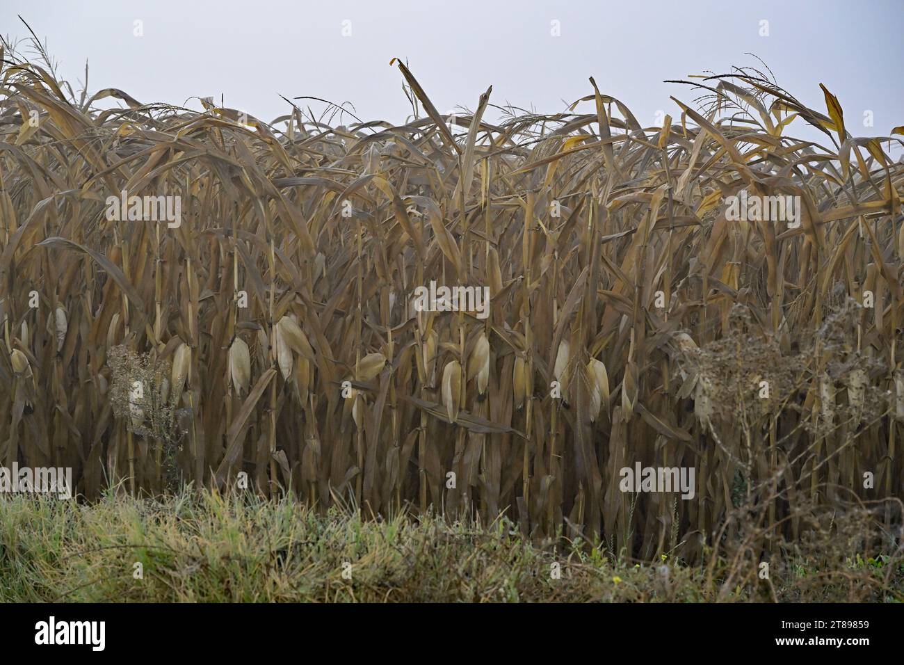 Corn stem hi-res stock photography and images - Alamy